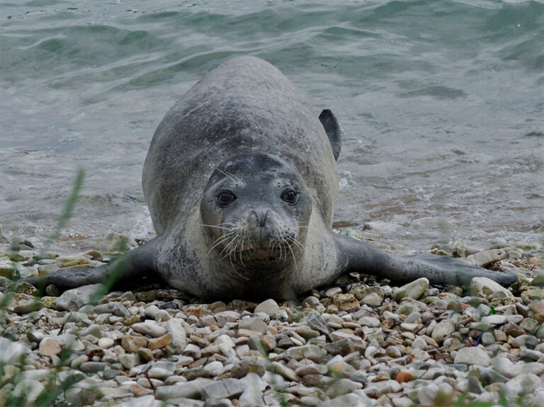 Which Animals Live in Italy? A Guide to Italian Wildlife