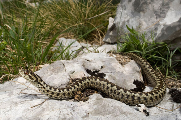 Which Animals Live in Italy? A Guide to Italian Wildlife