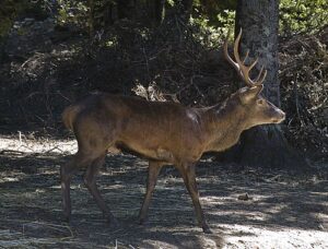 Which Animals Live in Italy? A Guide to Italian Wildlife